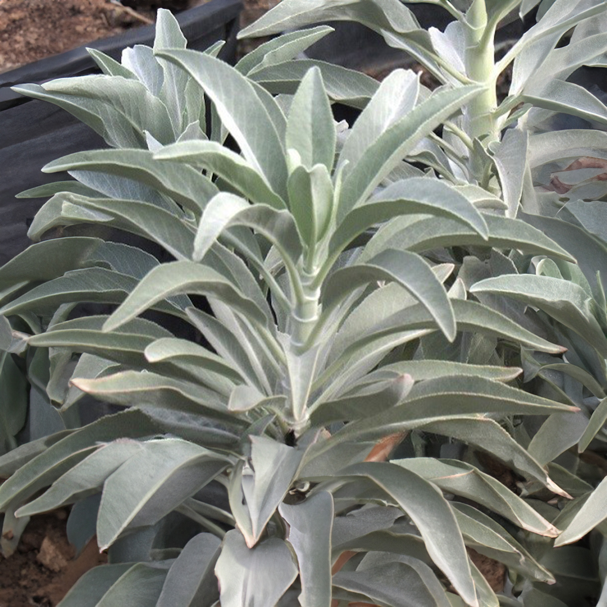 Riti per la protezione con la salvia bianca - Erbe Magiche